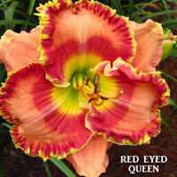 2014 Daylily Introductions