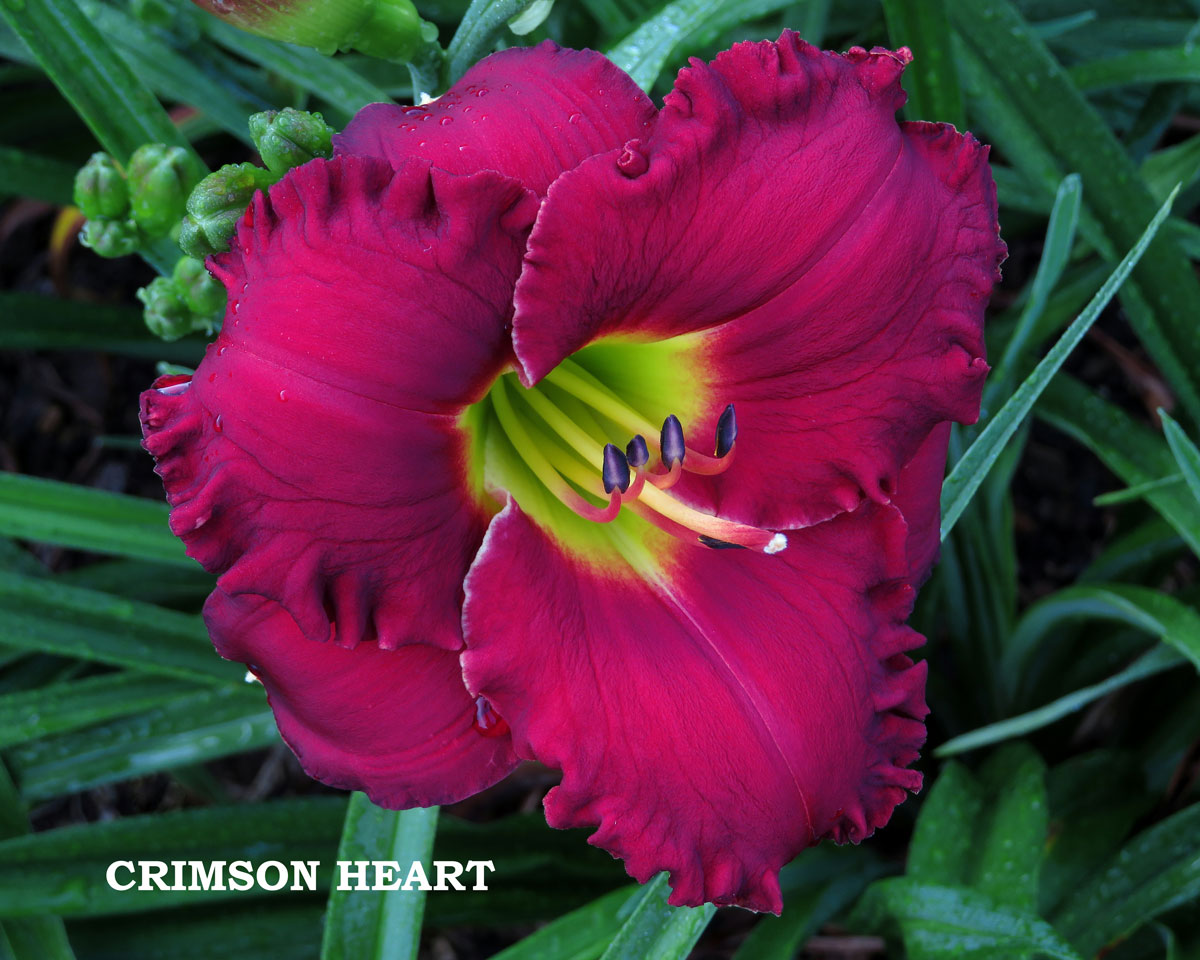 Crimson Heart